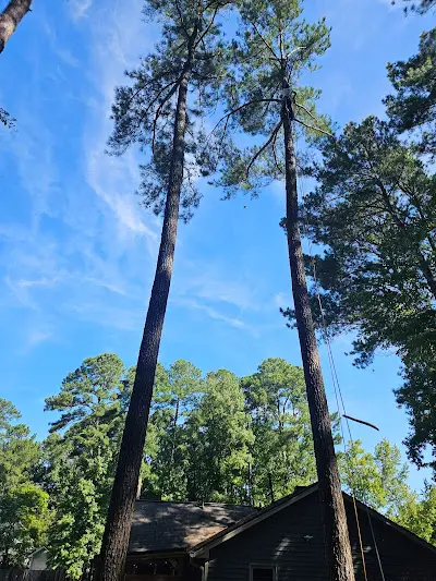 Tree Company Expertise in Durham , NC 27704